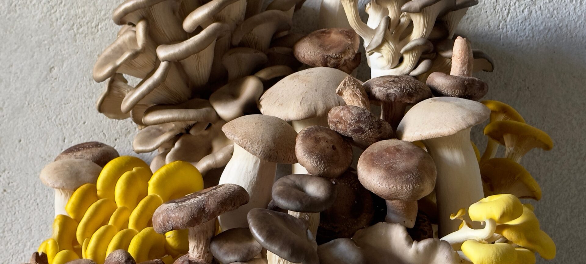 Urban Fungi Farm — The Common Table